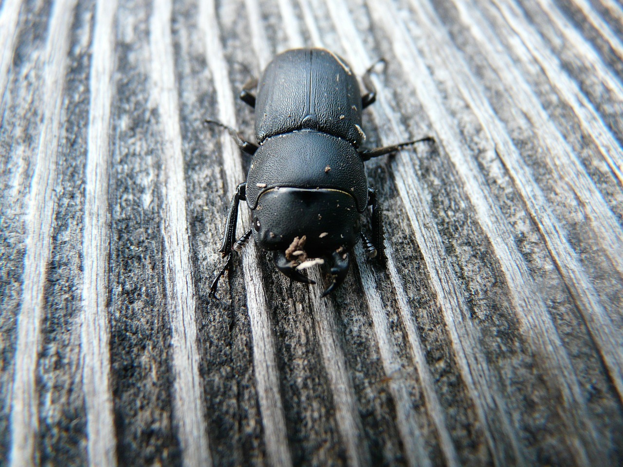 4+ Free Wood Eater & Meat Eater Images - Pixabay