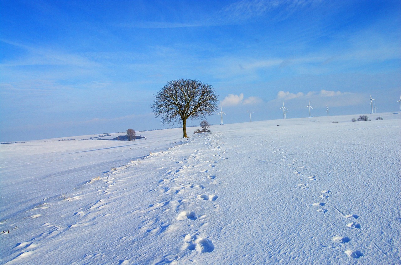 Snow Winter Icy - Free photo on Pixabay