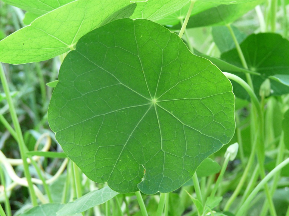 Hoja Capuchinas Grandes - Foto gratis en Pixabay - Pixabay