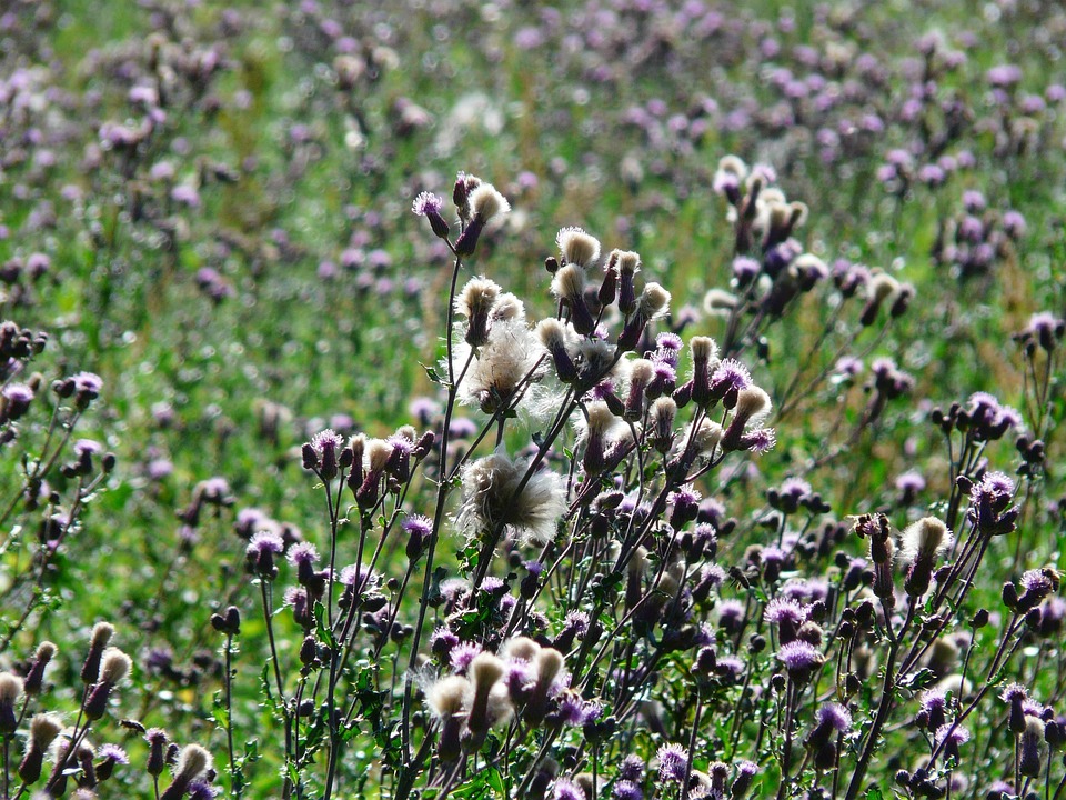 Thistle Field Cirsium - Free photo on Pixabay
