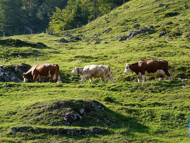 Viehscheid Vacas Paseo Alpino - Foto gratis en Pixabay - Pixabay