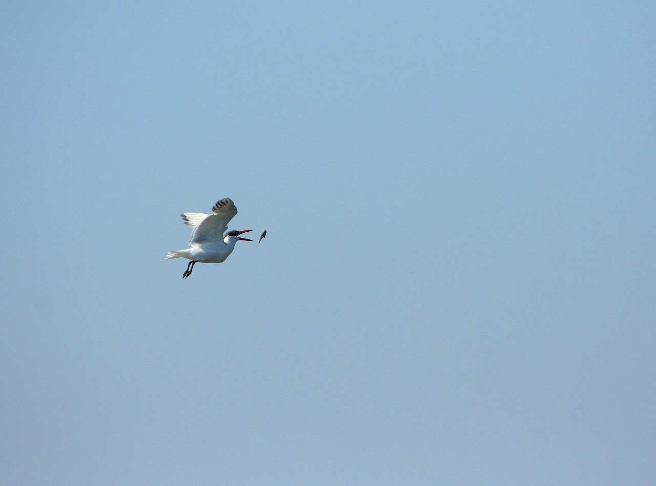 Tern Wasservogel Fliegend - Kostenloses Foto auf Pixabay - Pixabay