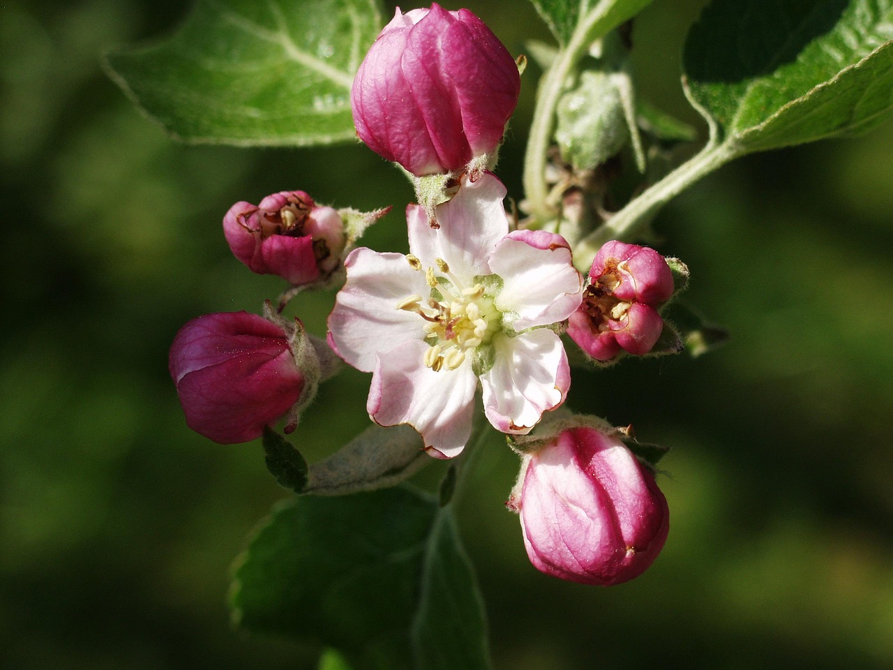 Flor De Manzana Primavera - Foto gratis en Pixabay - Pixabay