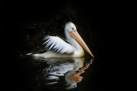 Australian Pelican Australia Wild - Free photo on Pixabay