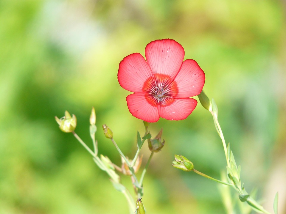 Linum Grandiflorum Red Linen - Free photo on Pixabay
