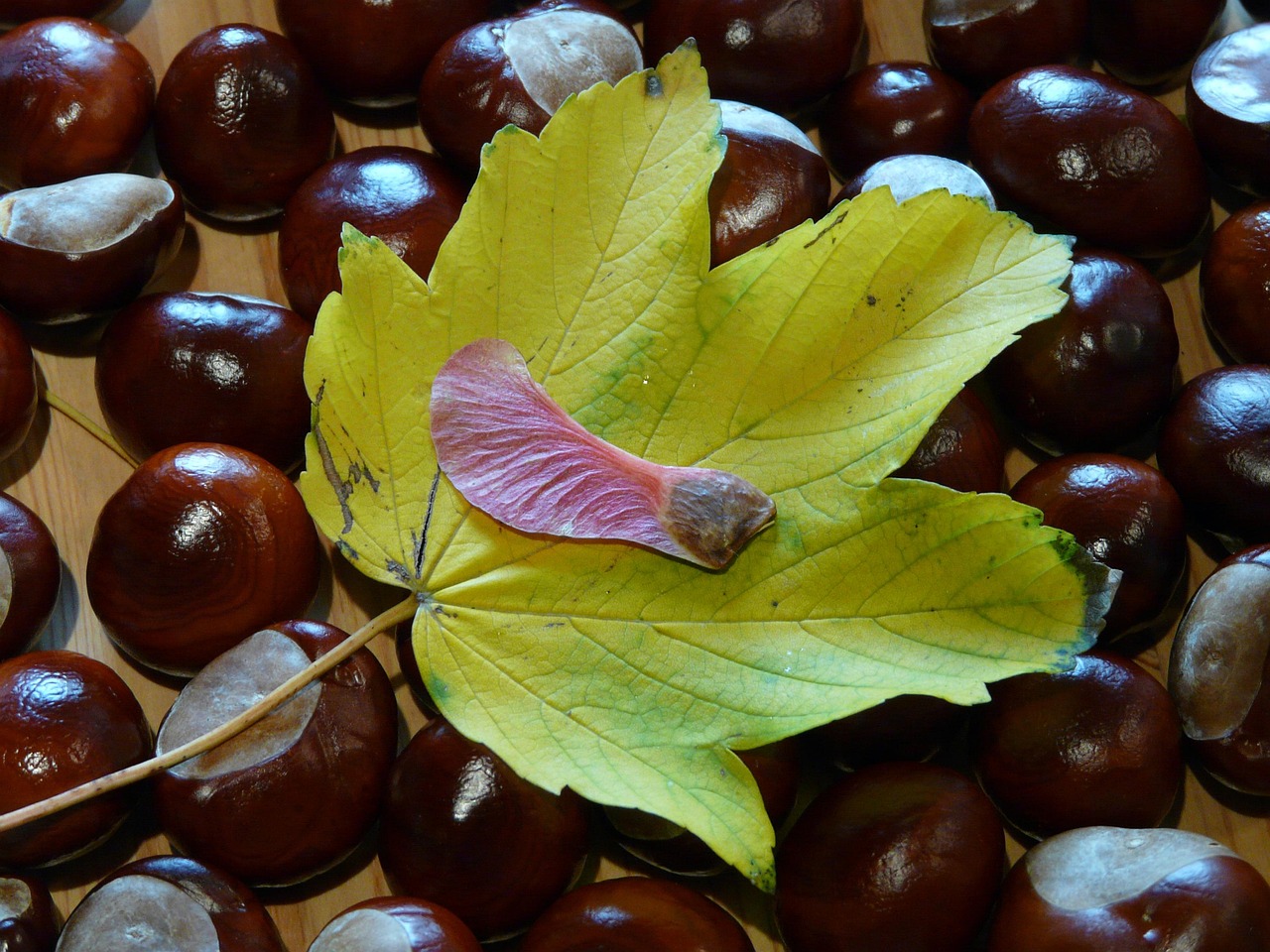 Fruit D'Érable Ailé - Photo gratuite sur Pixabay