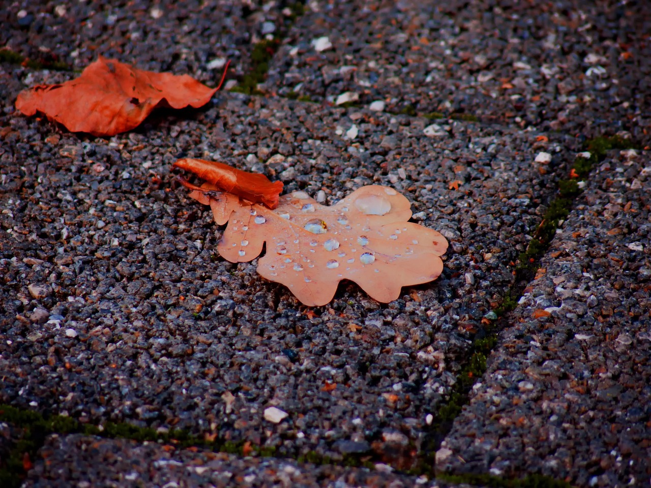Fall Dew Leaves - Free photo on Pixabay - Pixabay