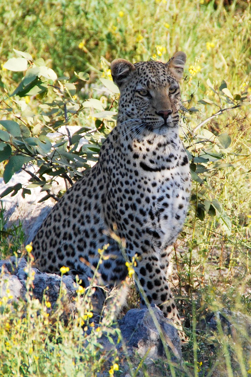 Leopar Oturmak Hayvan - Pixabay'de ücretsiz fotoğraf - Pixabay