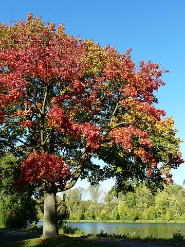 100+ kostenlose Ahornbaum und Natur-Bilder