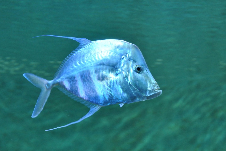 Fish Blue Sea - Free photo on Pixabay - Pixabay