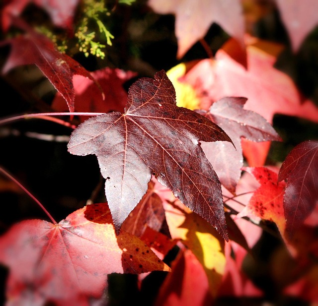 100,000+ Free Maroon Color & Maroon Images - Pixabay