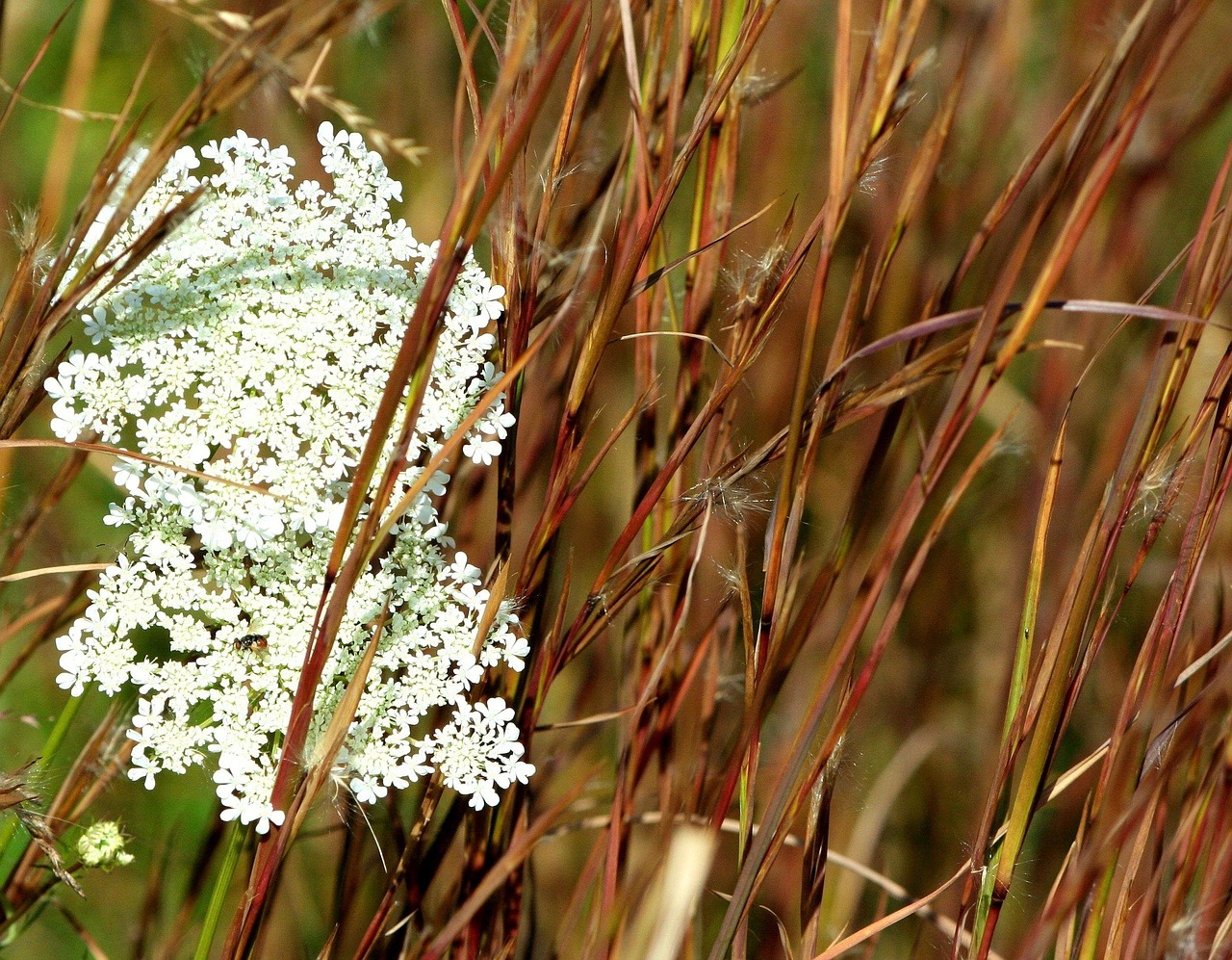 Queen Ann'S Lace Grass Seed - Free photo on Pixabay - Pixabay