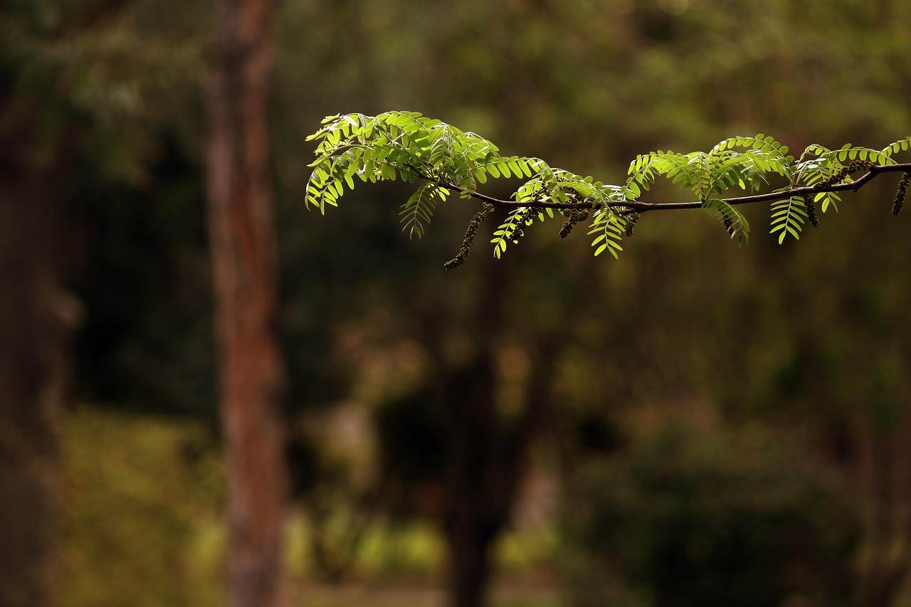 Rama Hojas Hoja - Foto gratis en Pixabay - Pixabay