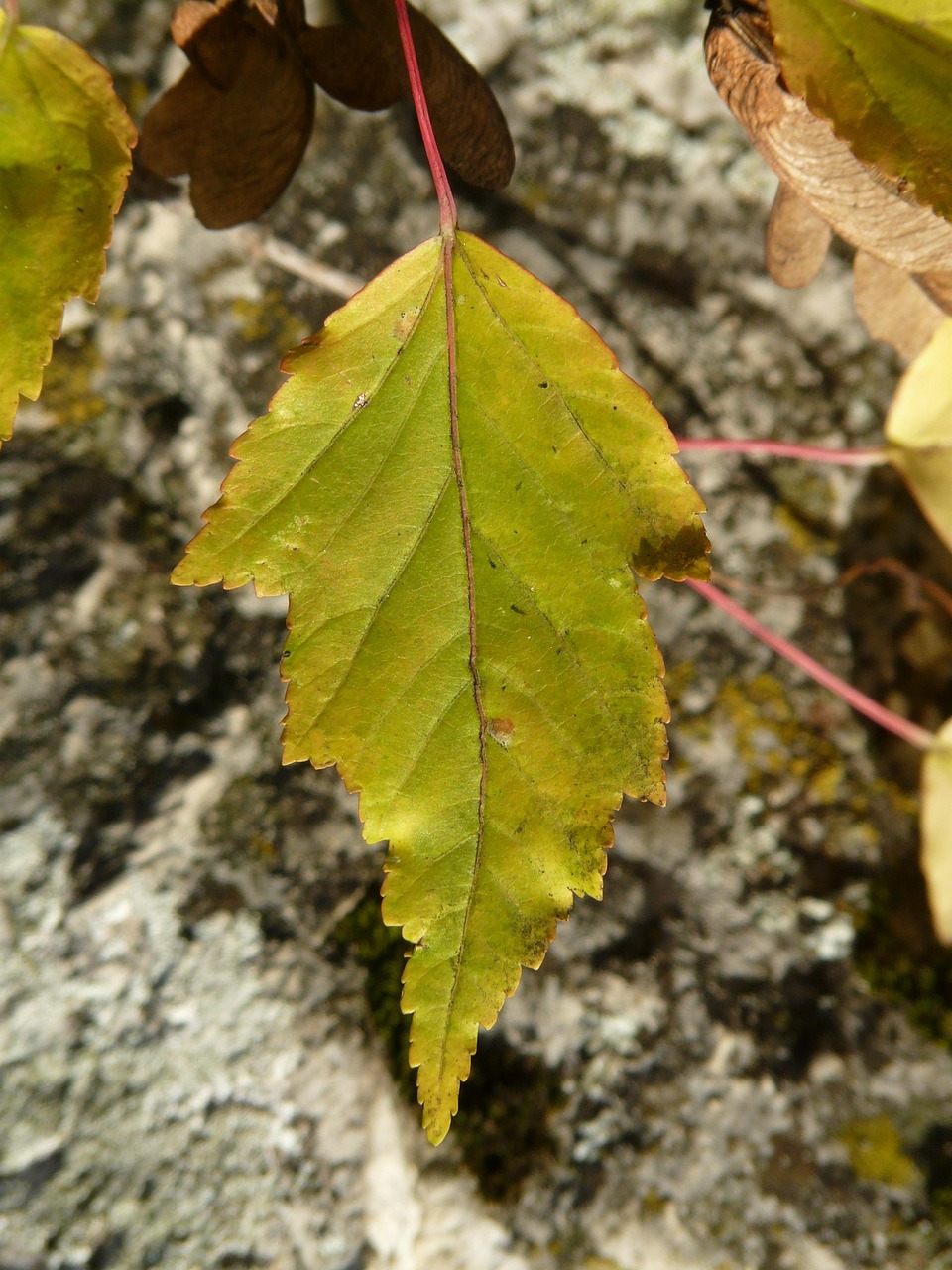 Fire Maple Leaf Jagged - Free photo on Pixabay