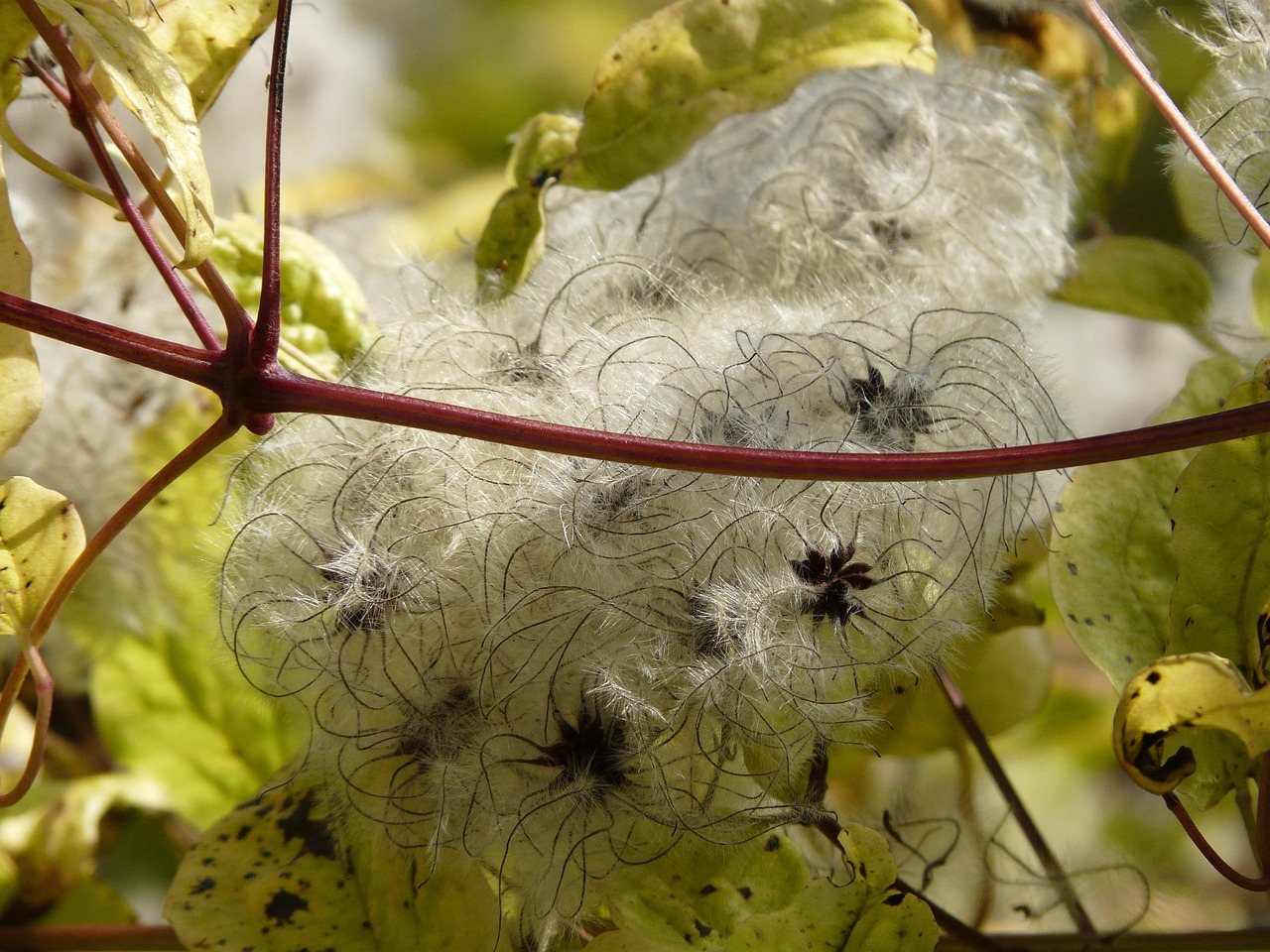 Photo gratuite: Clematis Vitalba, Fruits, Blanc - Image gratuite sur ...