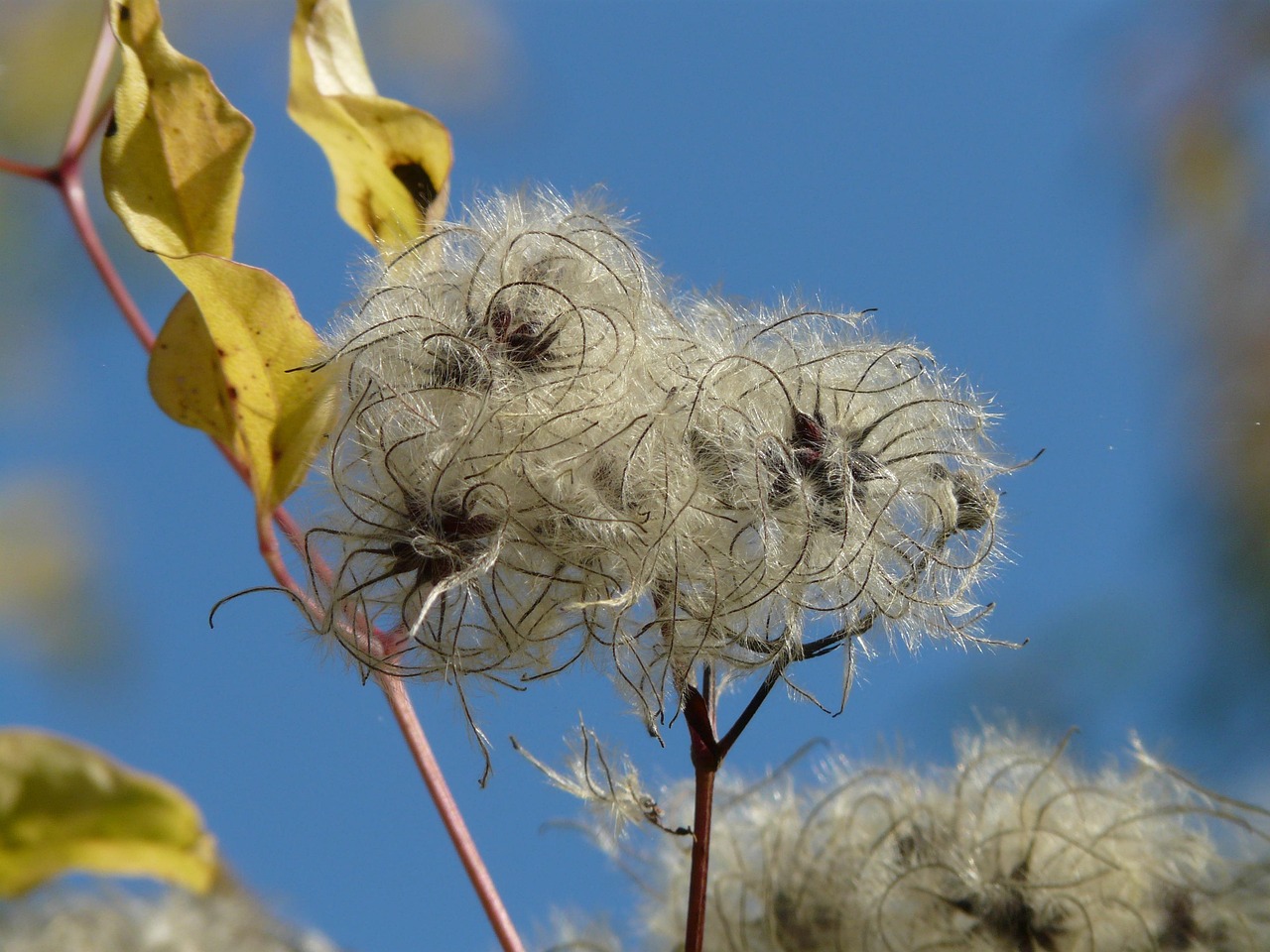 Common Clematis Fruit Stands Soft - Free photo on Pixabay