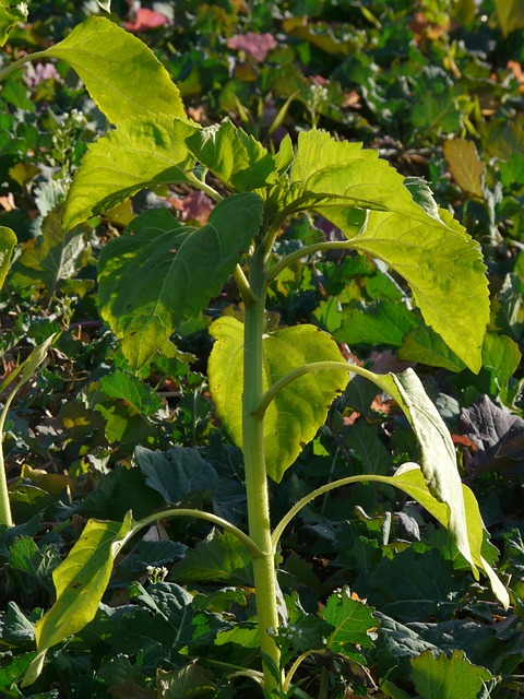 8,000+ Free Crop Rotation & Agriculture Images - Pixabay