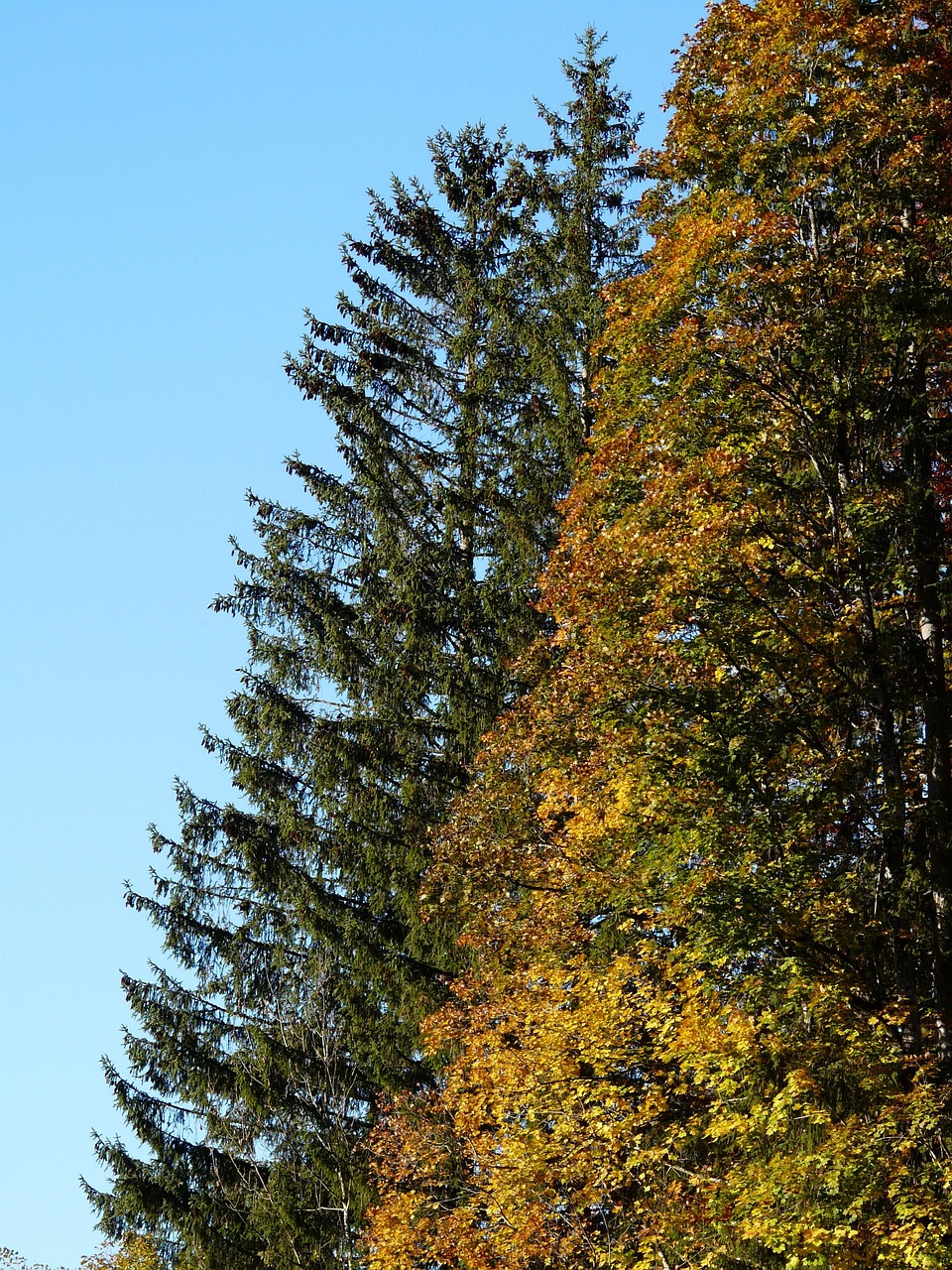 100+ kostenlose Tannenwald und Wald-Bilder - Pixabay
