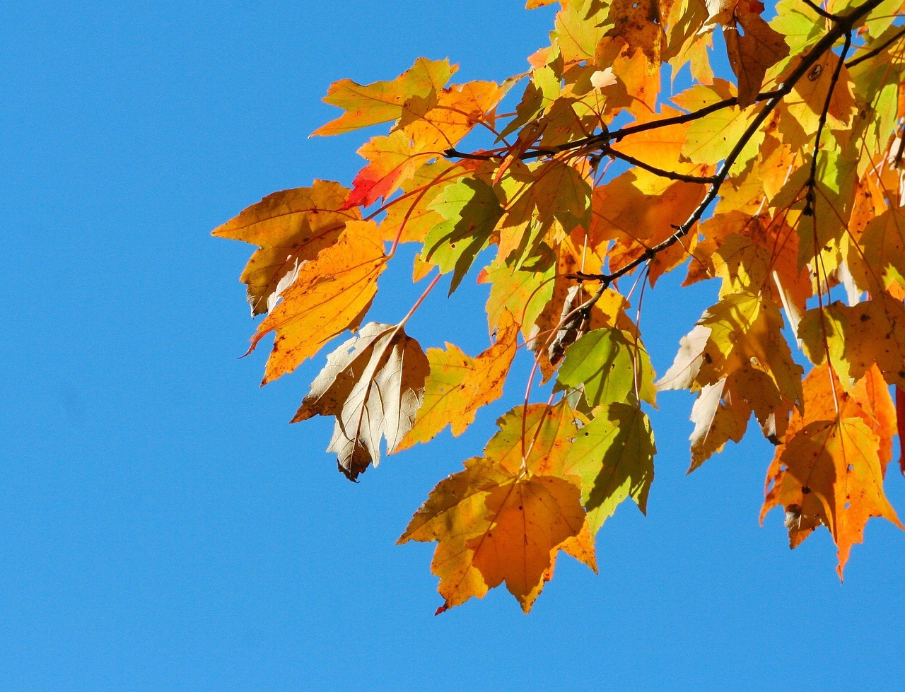 Feuilles Colorées Automne Tombe - Photo gratuite sur Pixabay - Pixabay