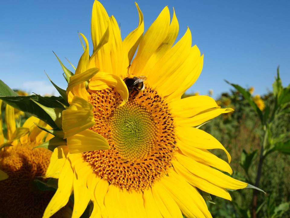 Sun Sunflower Bumblebee - Free photo on Pixabay