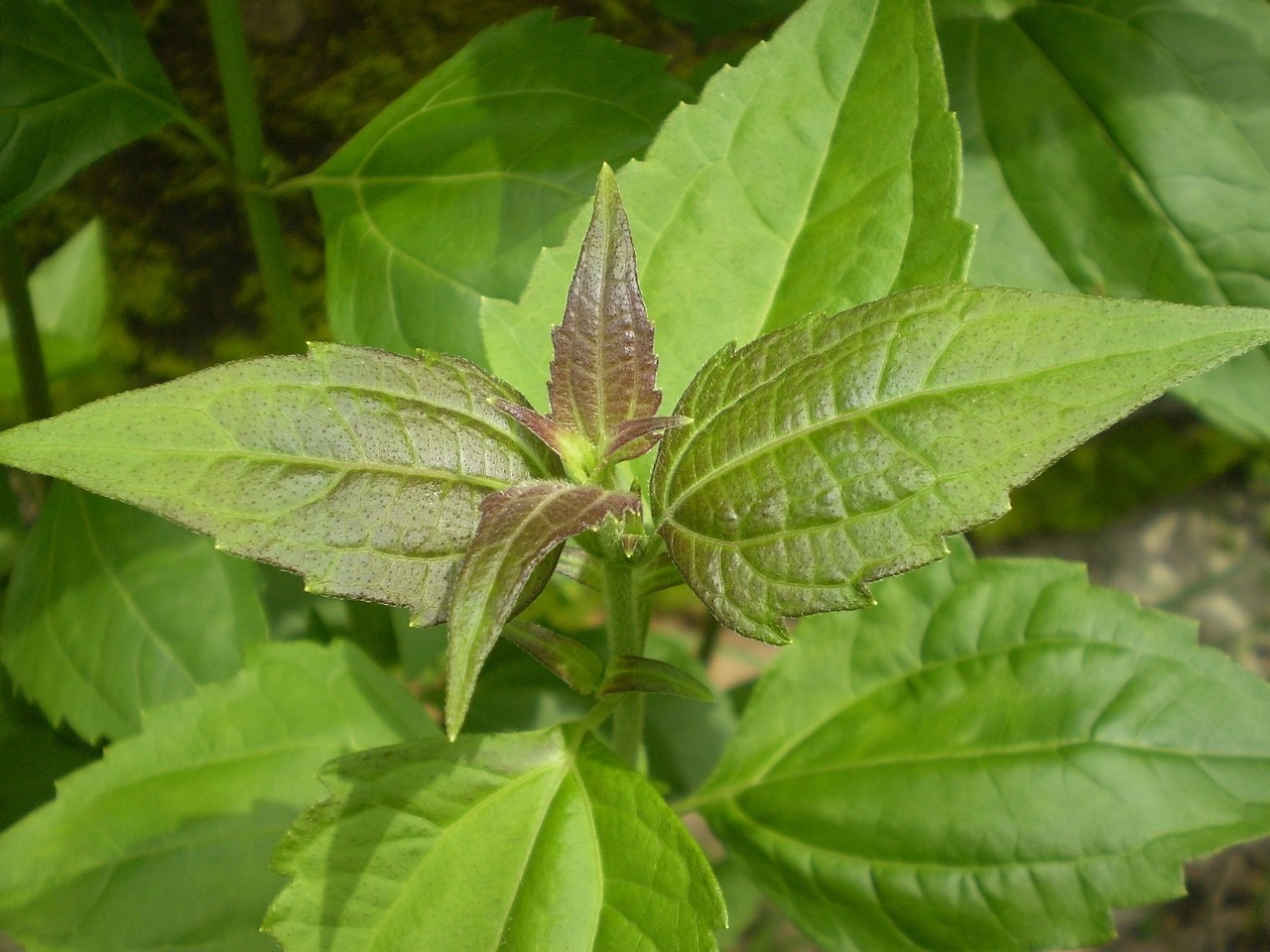 Chromolaena Odorata Sunflower - Free photo on Pixabay - Pixabay
