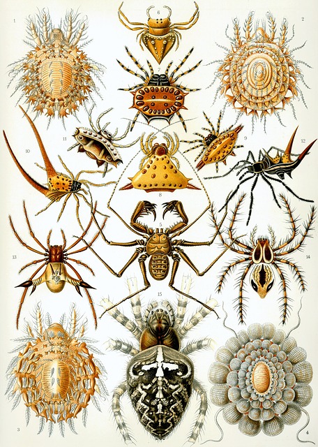 Download Be Crazy, Arachnids, Insects. Royalty-Free Stock Illustration ...