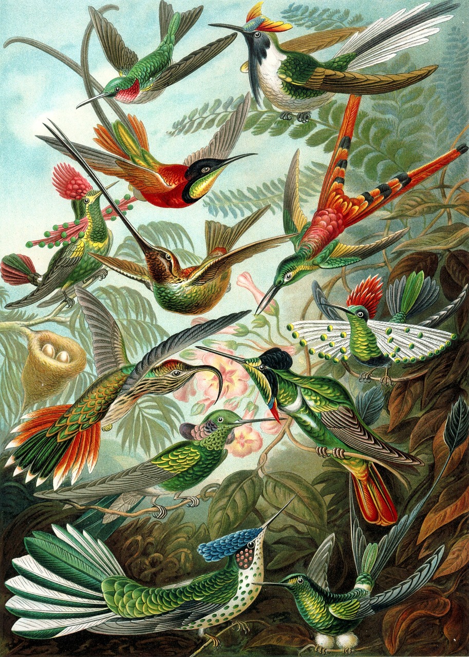 Colibríes Aves Trochilidae - Foto gratis en Pixabay - Pixabay