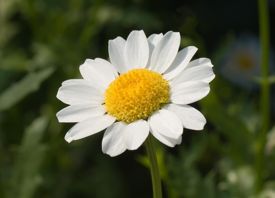 Marguerite Leucanthemum Paludosum - Free photo on Pixabay