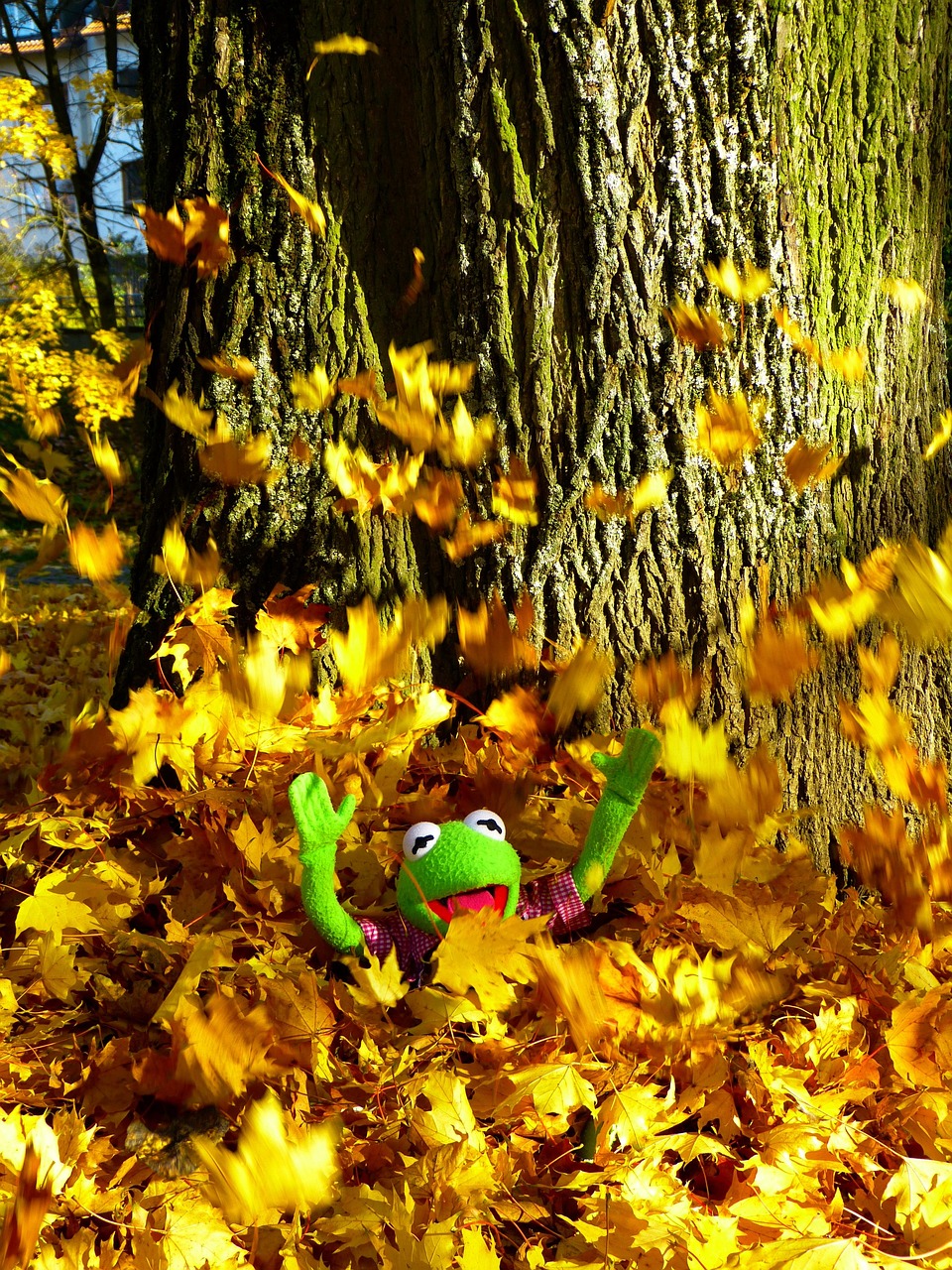 500+ Free Kermit & Frog Images - Pixabay