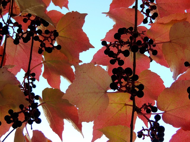 Ivy Fall Reddish - Free photo on Pixabay - Pixabay