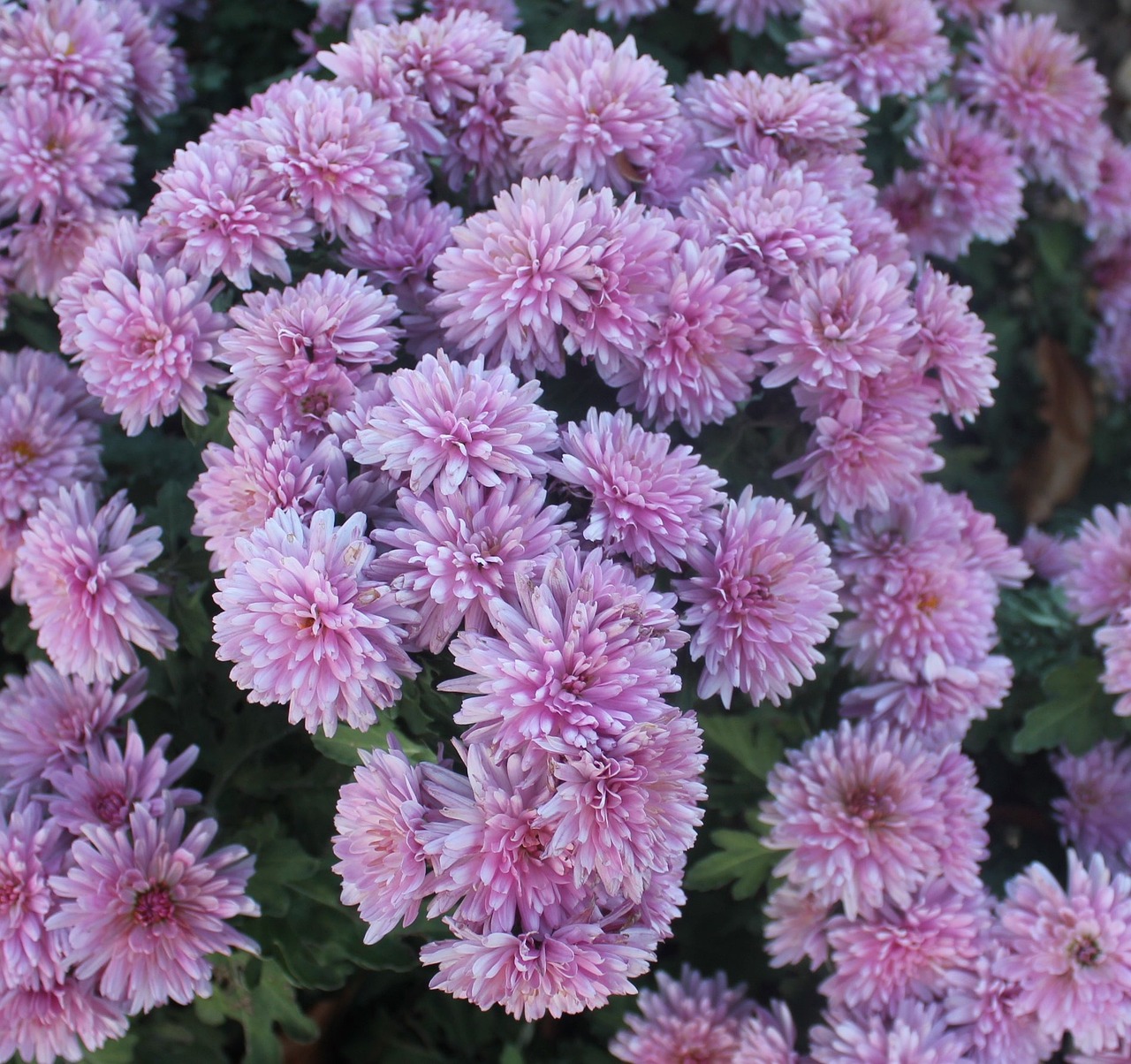 Floral Plantas Natural - Foto gratuita no Pixabay - Pixabay