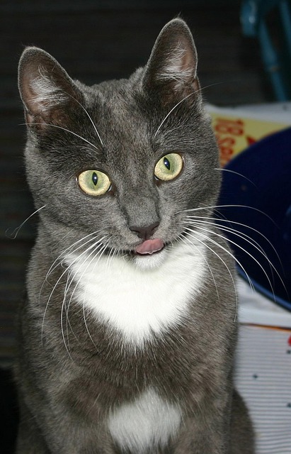 Tito Gato Gatinho - Foto gratuita no Pixabay - Pixabay