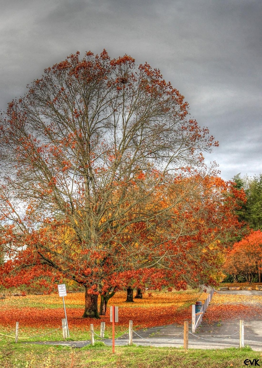 Arbre Automne Ciel Des - Photo gratuite sur Pixabay - Pixabay