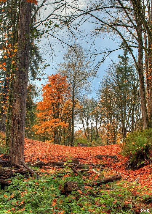 Orange Autumn Trees - Free photo on Pixabay - Pixabay