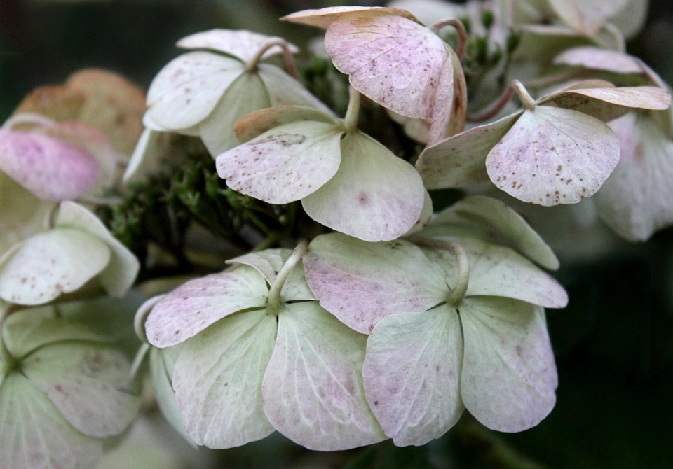 Hydrangea Bunga Kebun - Foto gratis di Pixabay - Pixabay
