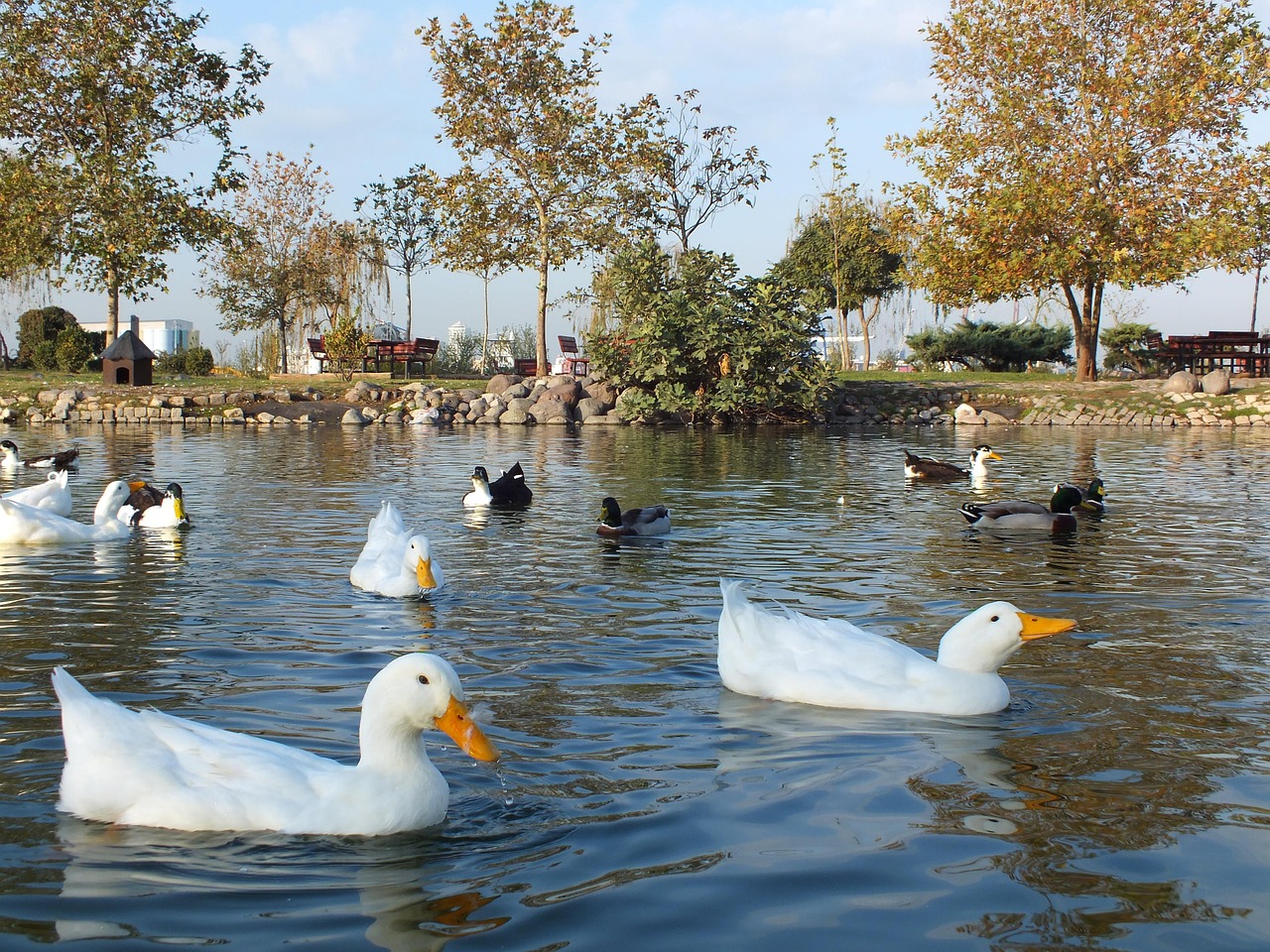 Nature Pond Animal - Free photo on Pixabay