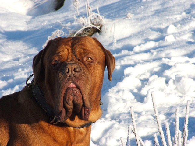 Perro Mastín Mascotas - Foto gratis en Pixabay - Pixabay