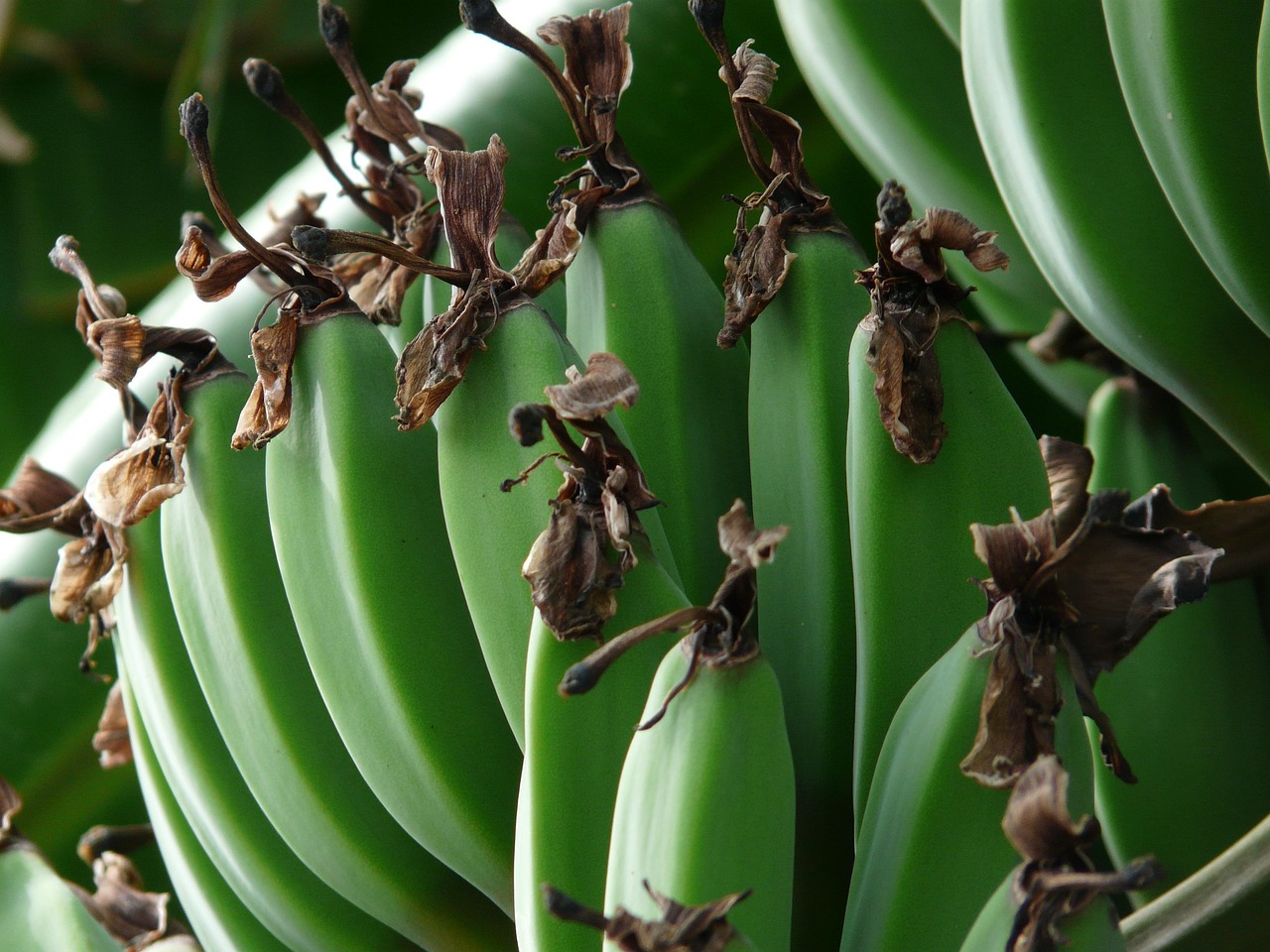Banana Bunch Bananas Shrub - Free photo on Pixabay - Pixabay
