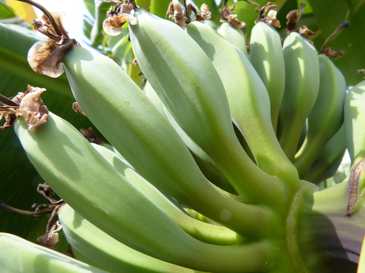 Bananas Green Banana Tree - Free photo on Pixabay - Pixabay