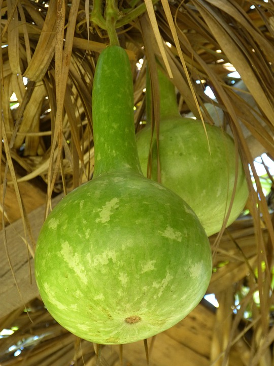 Calabash Calabaza Verde - Foto gratis en Pixabay