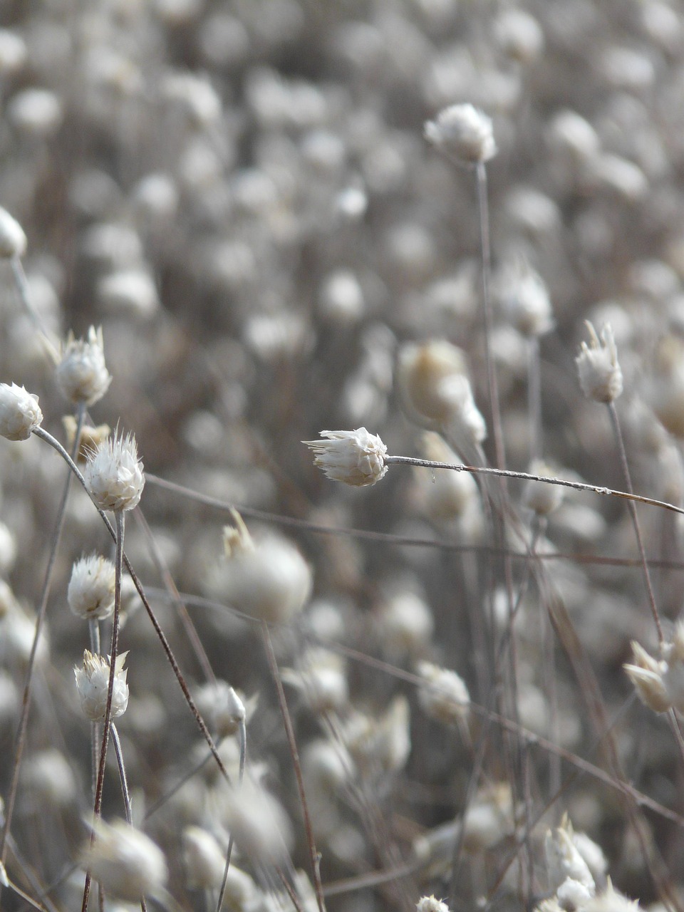 Dried Flowers White Field - Free photo on Pixabay