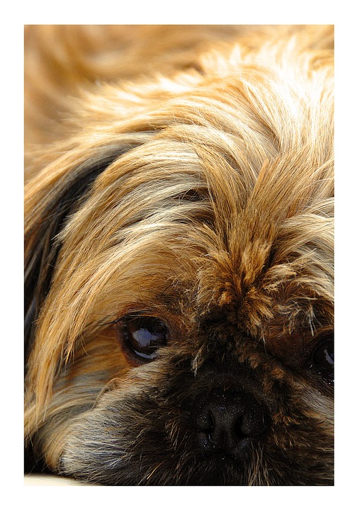 Perro Shih Cricket Animal - Foto gratis en Pixabay