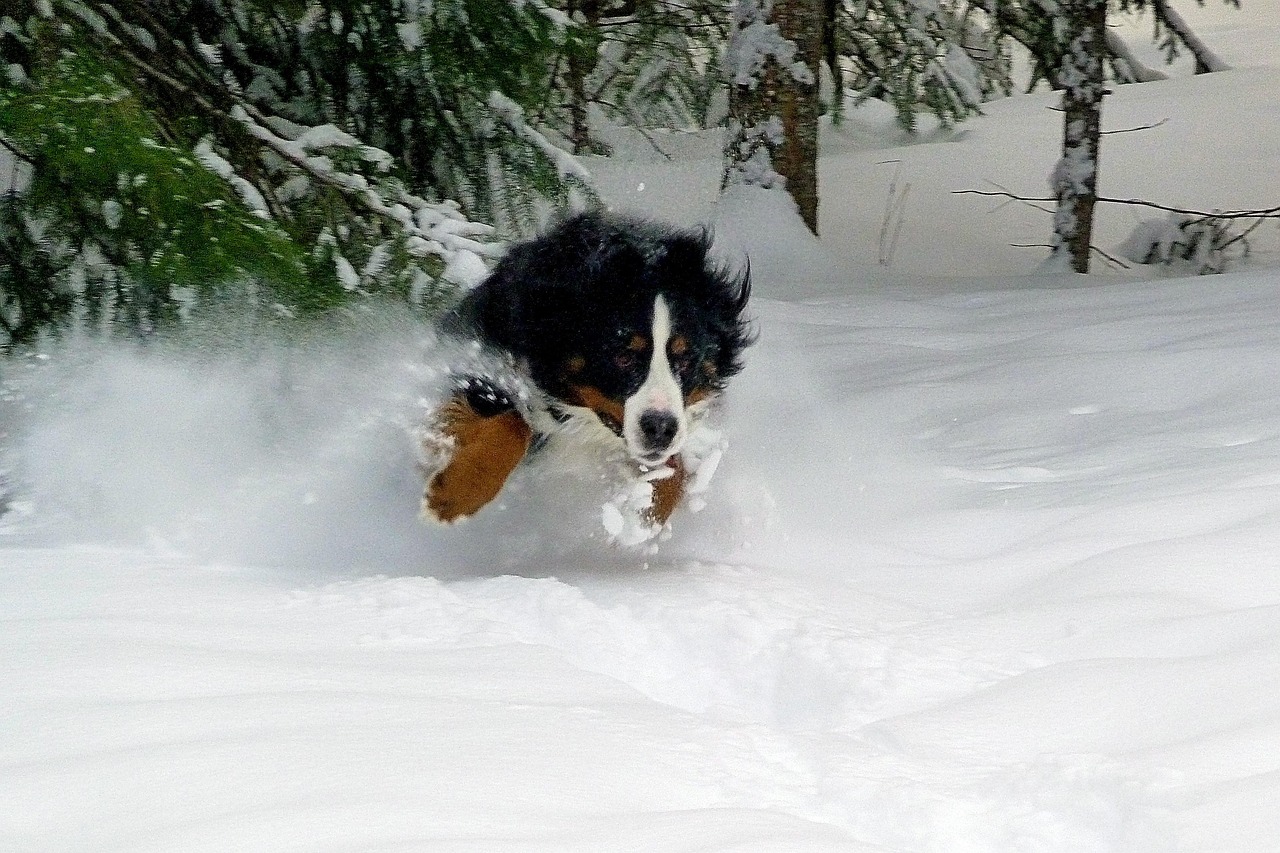 50,000+ Free Dog Jumping & Dog Images - Pixabay