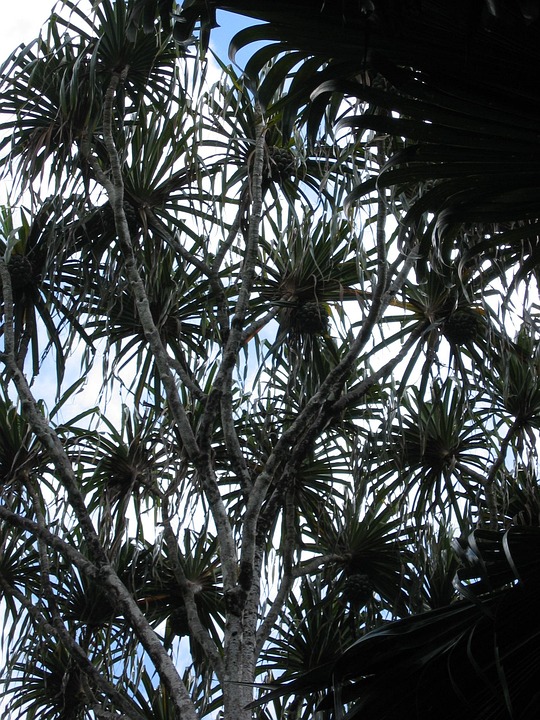 Tree Template Plant - Free photo on Pixabay