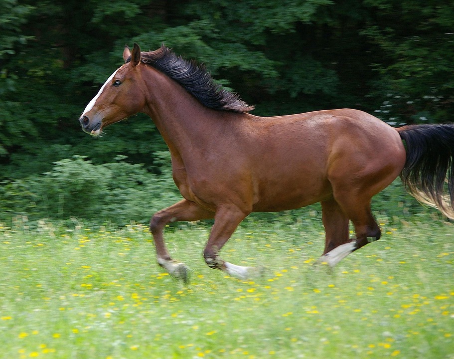 Kostenloses Foto: Pferd, Galopp, Tier, Einhufer - Kostenloses Bild auf Pixabay - 66339