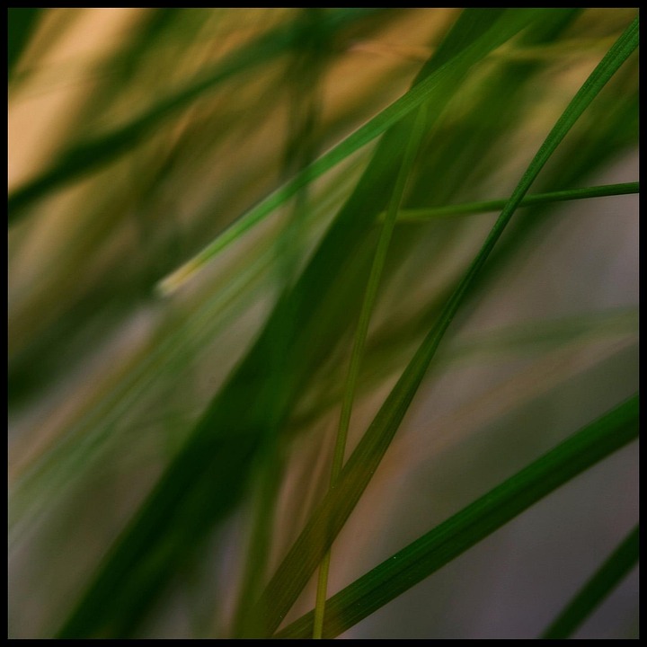 Grass Stone Grasses Reed - Free photo on Pixabay