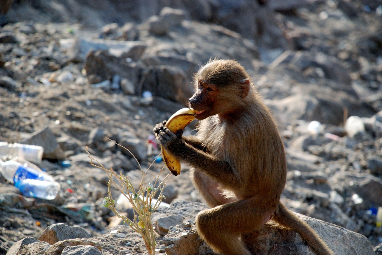 Macaco Macacos Animal Montanha Do - Foto gratuita no Pixabay - Pixabay