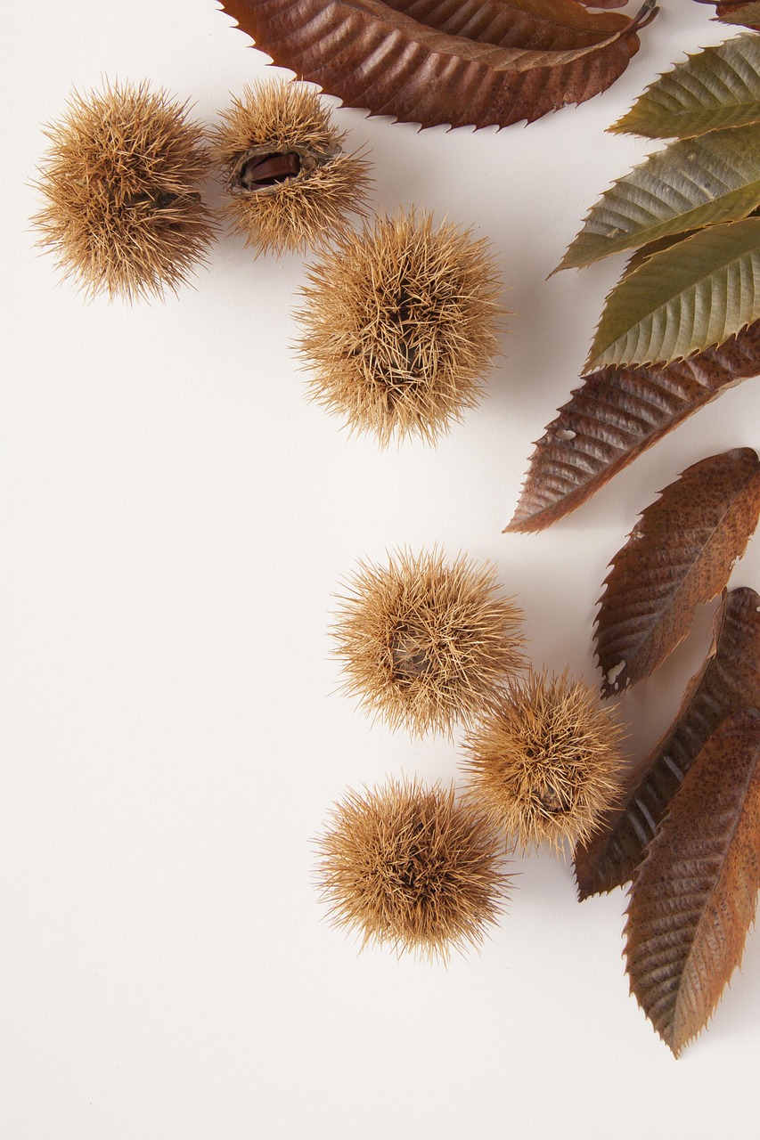 2,000+ Free Chestnut & Nature Photos - Pixabay