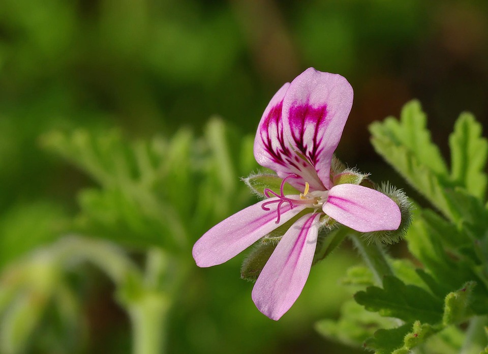 Géraniums Géranium Pelargonium - Photo gratuite sur Pixabay - Pixabay