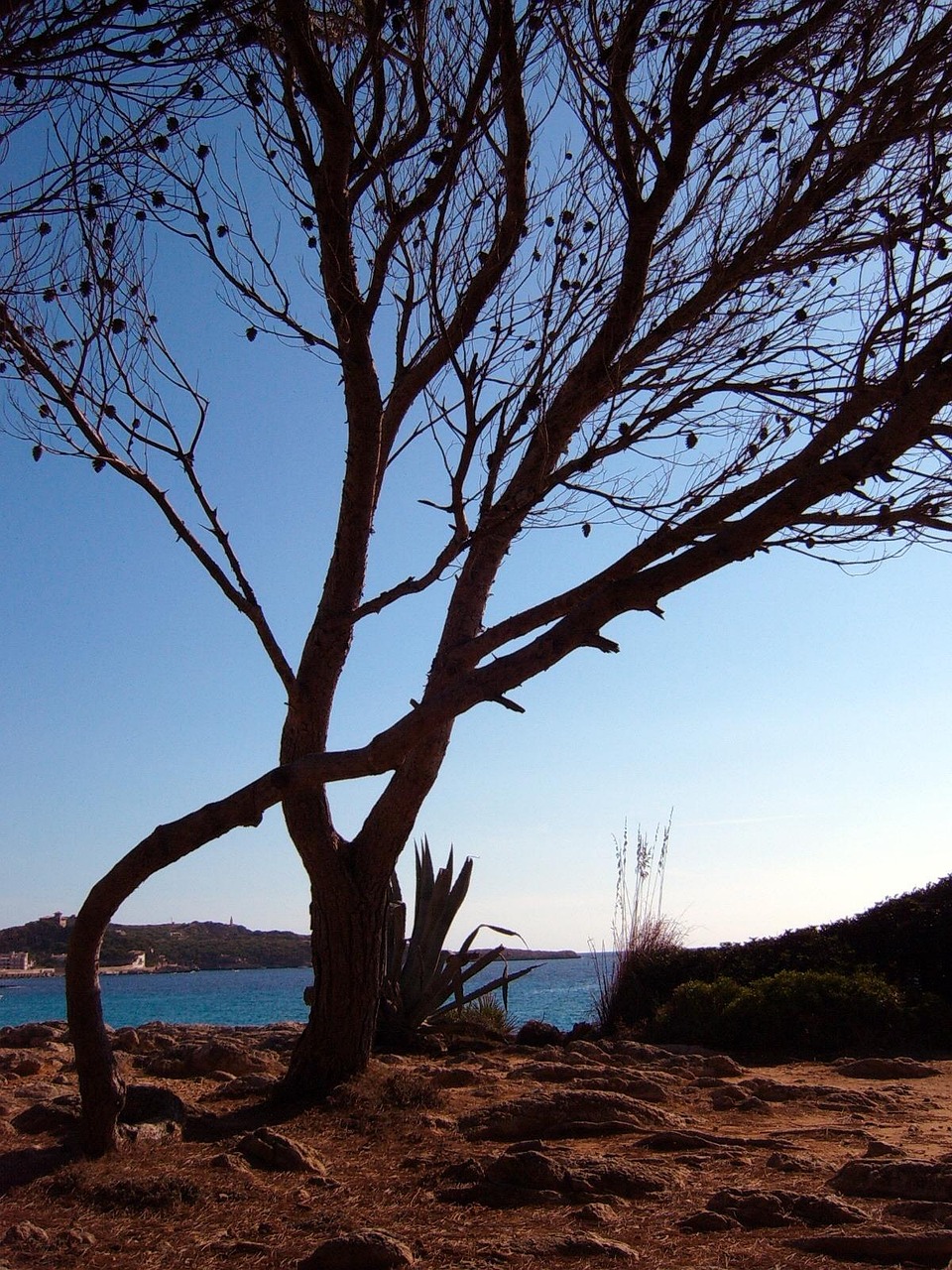 Tree Water Heaven - Free photo on Pixabay - Pixabay